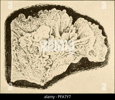 This text provides a detailed introduction to chick embryology ...