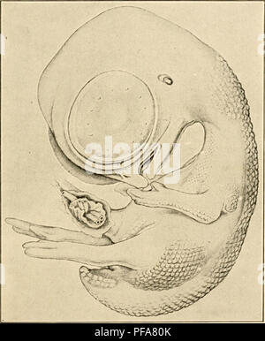 This work provides an introduction to avian embryology, describing the ...