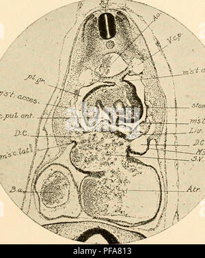 This work on avian embryology details the development of the chick from ...