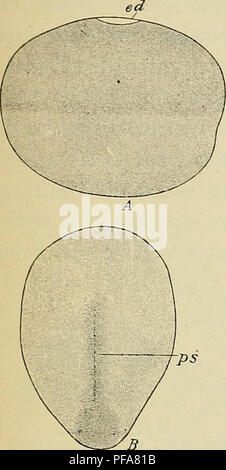 This manual on human embryology outlines the stages of human ...