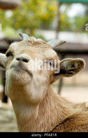 Nigerian Dwarf Goat Looking Up at Trembling Aspen Leaves Stock Photo ...