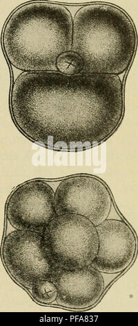 EMBRYO, FINAL STAGES Stock Photo - Alamy