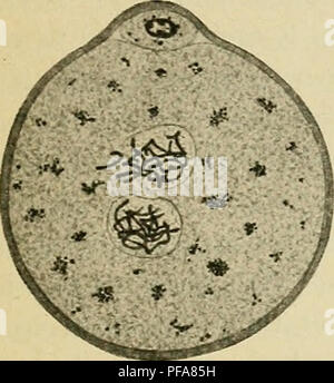 This manual presents the stages of human embryonic development ...