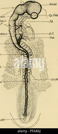 This embryology text discusses the development of a chick embryo on the ...