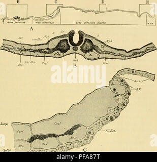 This work provides an introduction to the embryology of chickens ...