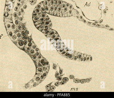 This text introduces the development of a chick embryo, focusing on the ...