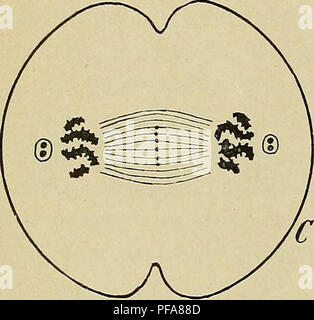 This manual presents the stages of human embryonic development ...