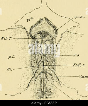 This image highlights the developmental stages of a chick embryo ...