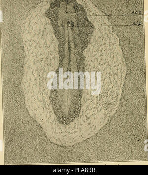 This image shows the early stages of embryo differentiation in ...