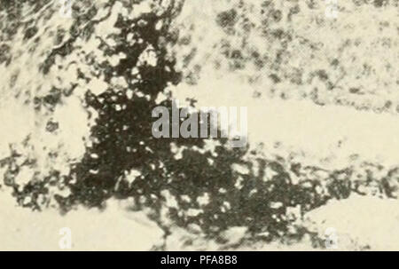 This study examines the embryonic development of the lymphatic system ...
