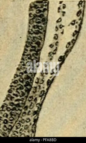 This illustration demonstrates the embryonic development of a chick ...