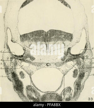 This comparative anatomy diagram illustrates the developmental stages ...