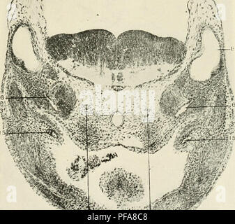 This study examines the development of the lymphatic system in fish ...