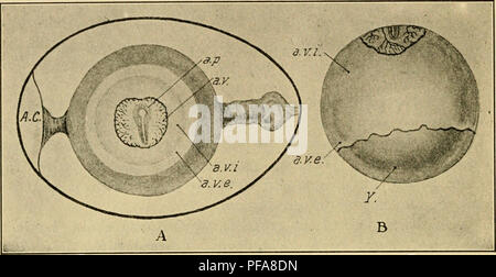 Chick embryo in egg shell Stock Photo - Alamy