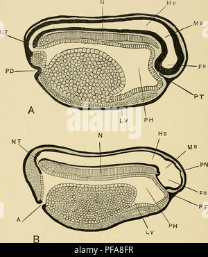 . The biology of the frog. Frogs. THE NERVOUS SYSTEM 295 separated from ...