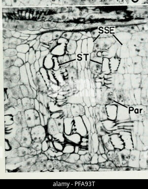 This study focuses on the developmental anatomy of Isoetes, a genus of ...