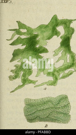 This work, focusing on Germany’s flora, presents detailed illustrations ...