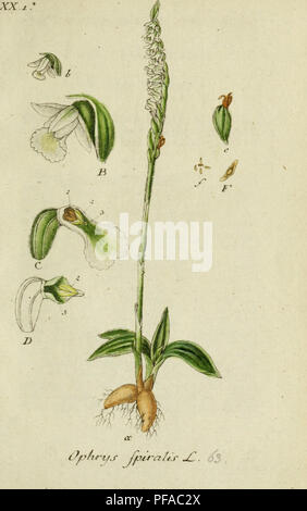 This work, a botanical illustration of Germany’s flora, presents ...