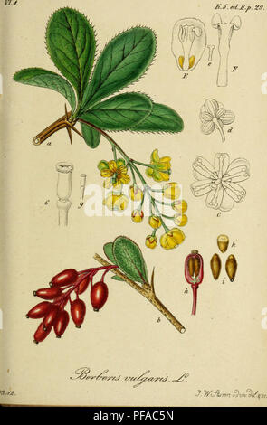 This botanical illustration from Germany’s flora depicts various plant ...