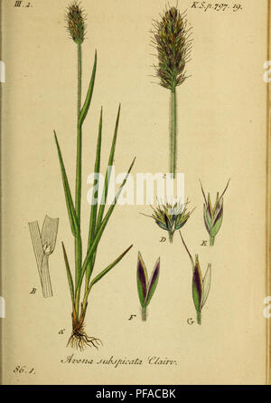 This German botanical work illustrates various plant species found in ...