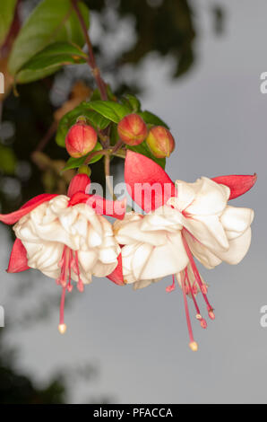 Trailing fuchsia swingtime flowers Stock Photo - Alamy