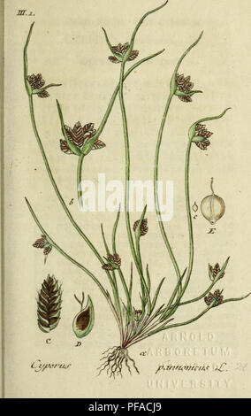 Jacob Sturm’s work on German flora provides detailed botanical ...