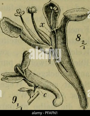 An illustration of the Fumariaceae family from the flora of the ...