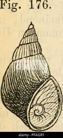 The Deutsche Excursions Mollusk Fauna describes various mollusk species ...