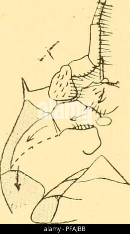 This work explores the respiratory mechanisms in decapod crustaceans ...
