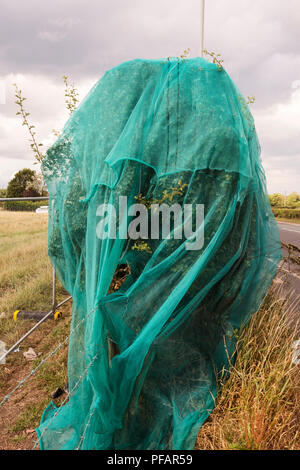 Plastic netting over a hedge in Longridge, Lancashire, UK Stock Photo ...