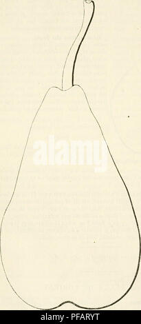 This entry from 'Dictionnaire de Pomologie' describes the Sucrée-Verte ...