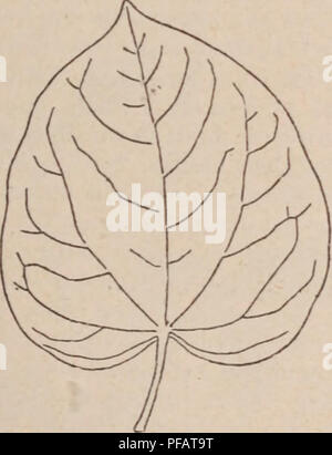 This illustrated horticulture dictionary provides a comprehensive guide ...