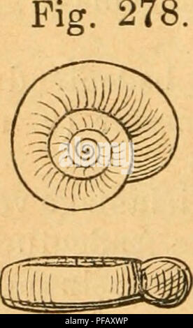 This work describes the mollusk species *Planorbis riparius*, detailing ...