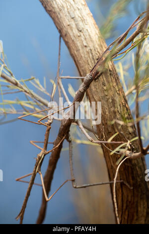 Australia, acacia stick insect Stock Photo - Alamy