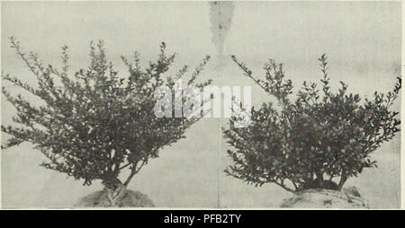 Chinese holly (Ilex cornuta Stock Photo - Alamy