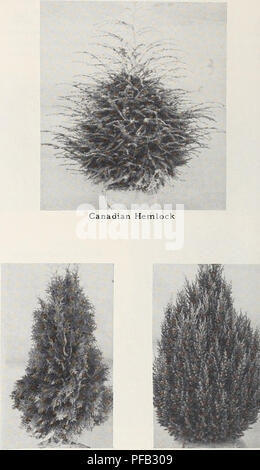 . [Catalog]. Nurseries (Horticulture) North Carolina Raleigh Catalogs ...