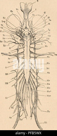 . The biology of the frog. Frogs. THE NERVOUS SYSTEM 295 separated from ...
