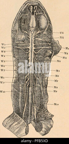 . The biology of the frog. Frogs. THE NERVOUS SYSTEM 295 separated from ...