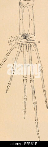 . The biology of the frog. Frogs. THE NERVOUS SYSTEM 295 separated from ...