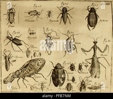 This dictionary compiles technical terms from natural history, based on ...
