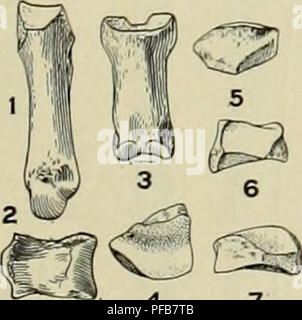 . Description of new carnivores from the Miocene of western Nebraska ...