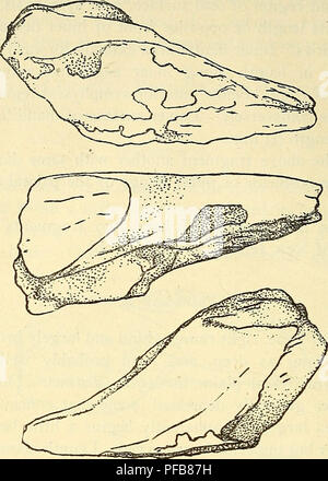 This work describes the fossil fish remains found in the Cretaceous ...