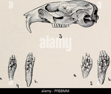 Mammals of North America; the description of species Stock Photo - Alamy