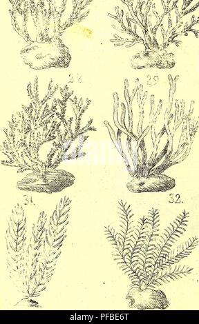 This 1787 work by Antonio Parra provides an illustrated description of ...