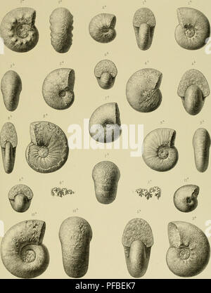 A detailed study of ammonite species found in the limestone of Château ...