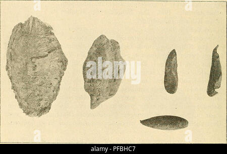 Terminalia catappa L Stock Photo - Alamy