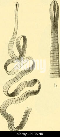 22 of 'Der Mensch und seine Rassen. Mit ... Illustrationen' Stock Photo - Alamy