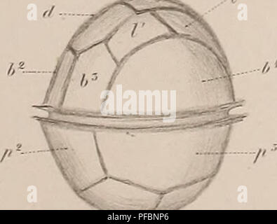 This work by Friedrich von Stein examines the biology and ...