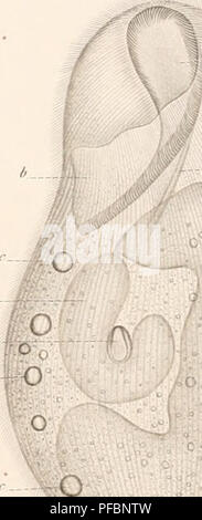 This book provides a detailed study of the infusoria, a class of ...