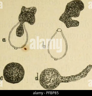 Scientific study of plant pathogenic fungi, detailing the taxonomy ...